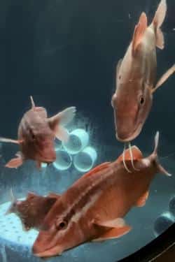 Restorative Aquaculture for Hawaiian Kūmū - environment coastal & offshore