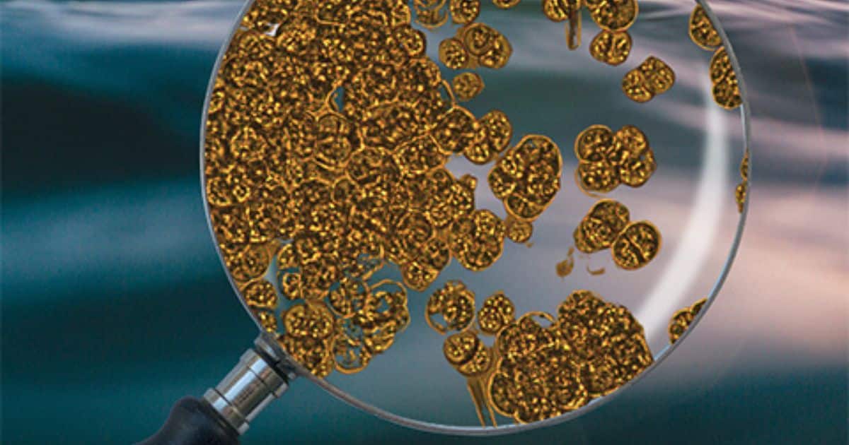 The Unraveling of a Protist Genome Could Unlock the Mystery of Marine ...