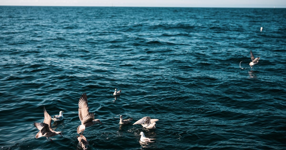 Bycatch