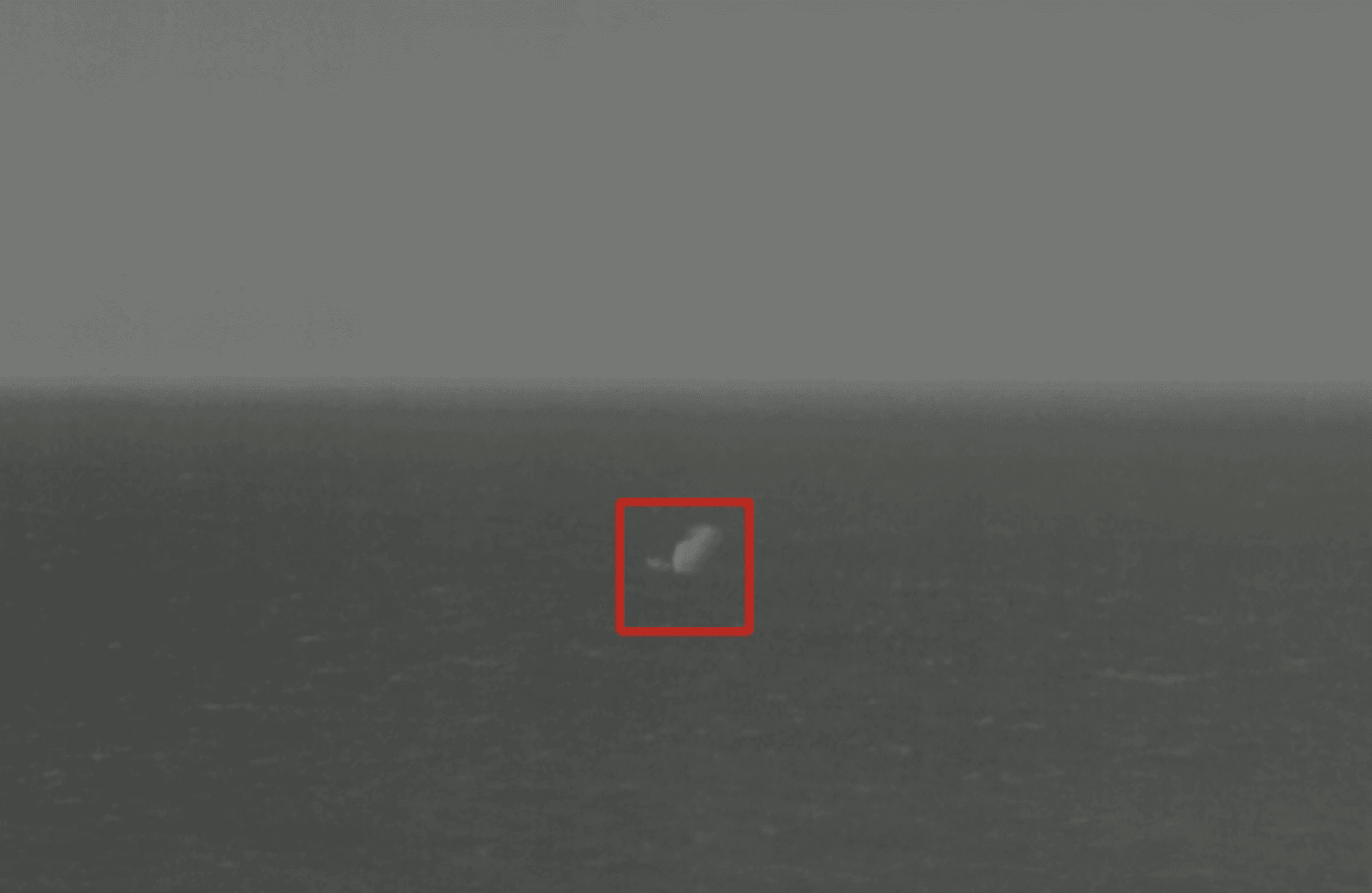 AI-Paired Infrared Cameras Contribute to Marine Mammal Conservation ...