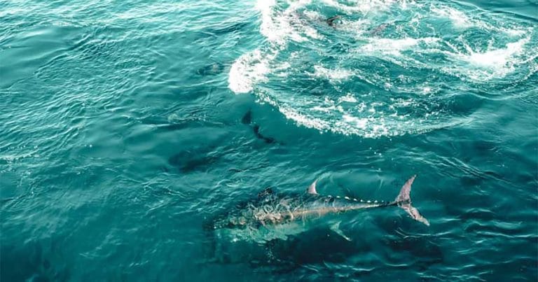 Genetic Study Reveals Unprecedented Relevant Data for Bluefin Tuna ...