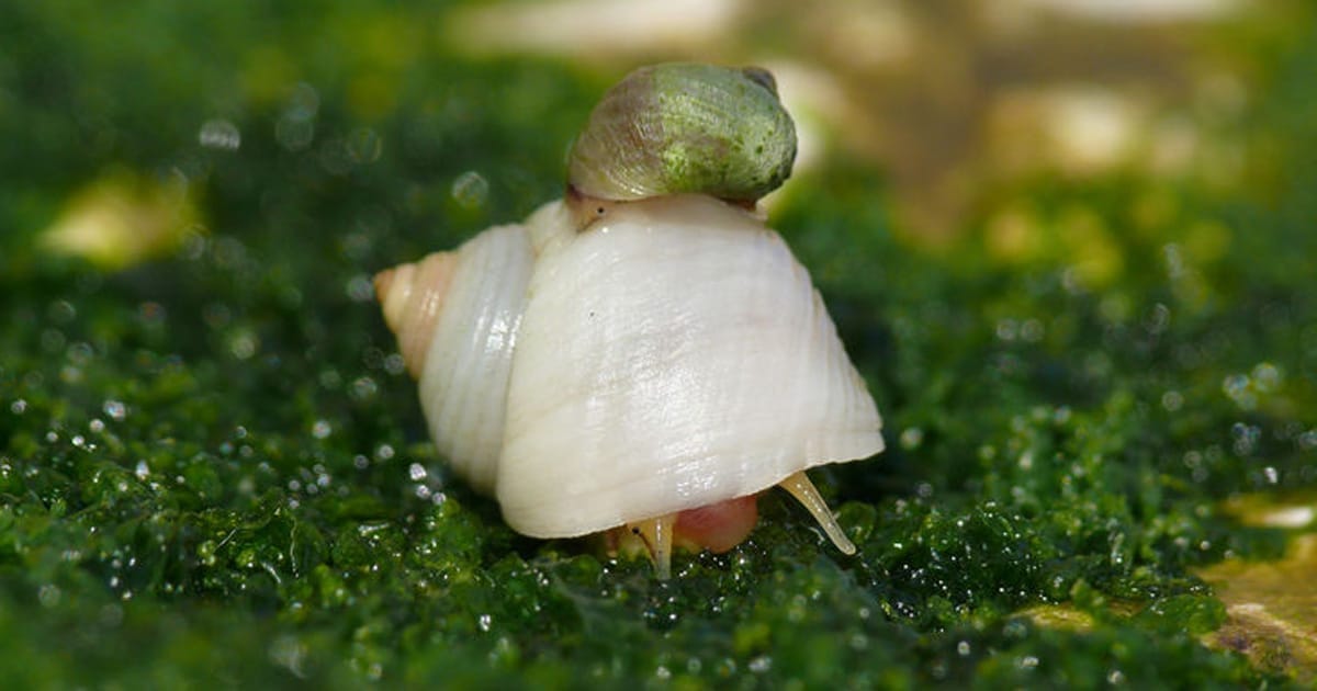 Marine Snails Help Biologists Uncover the Secrets of Evolutionary ...