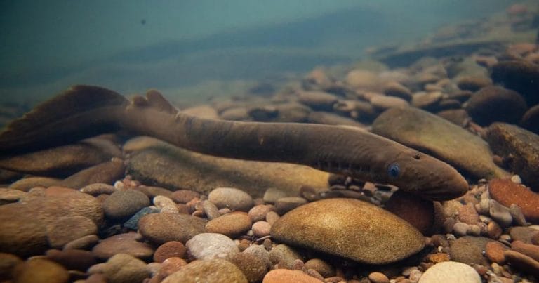 New Species of Lamprey Fish Documented in California - environment ...