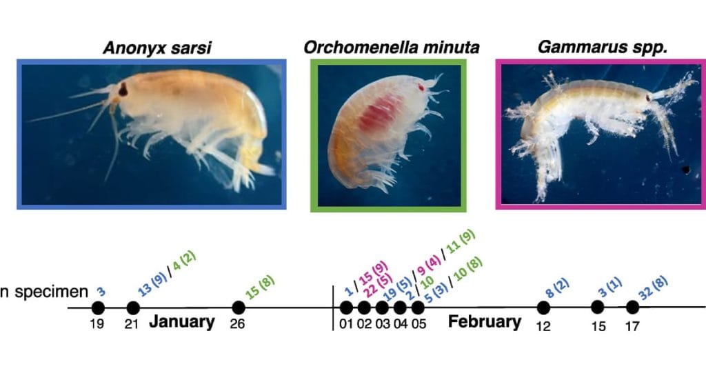 Tiny Crustaceans Discovered Preying on Live Jellyfish During Harsh ...