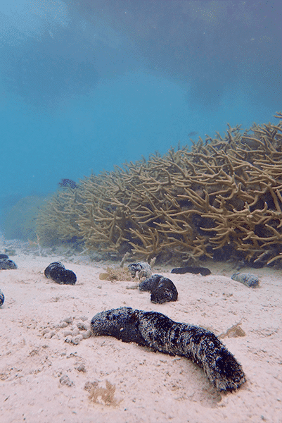 Overharvested Sea Cucumbers Play Crucial Role in Protecting Coral ...