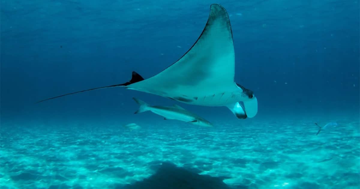 Aerial Surveys Reveal Ample Populations of Rays in Southeast Florida ...