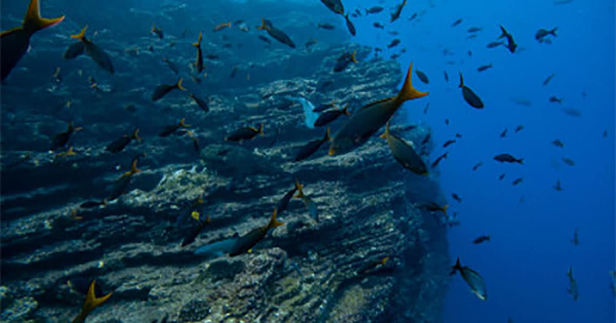 New Fish Species Discovered at Remote Islands Off Mexico’s Pacific ...