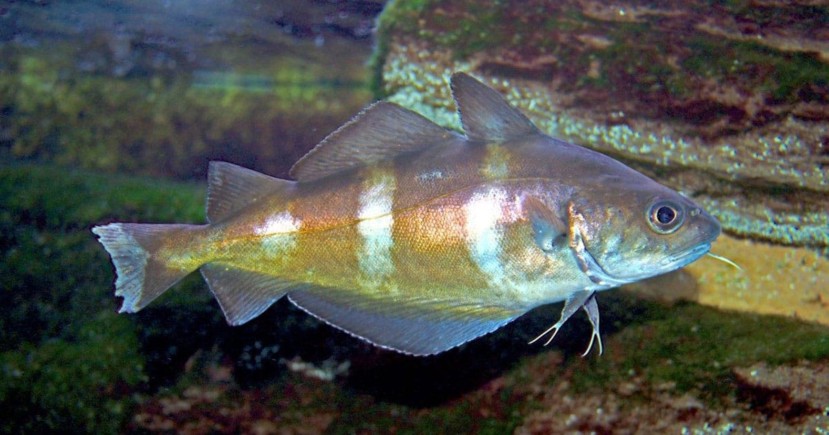 Range-Shifting Fishes are Climate-Change Losers, According to New ...
