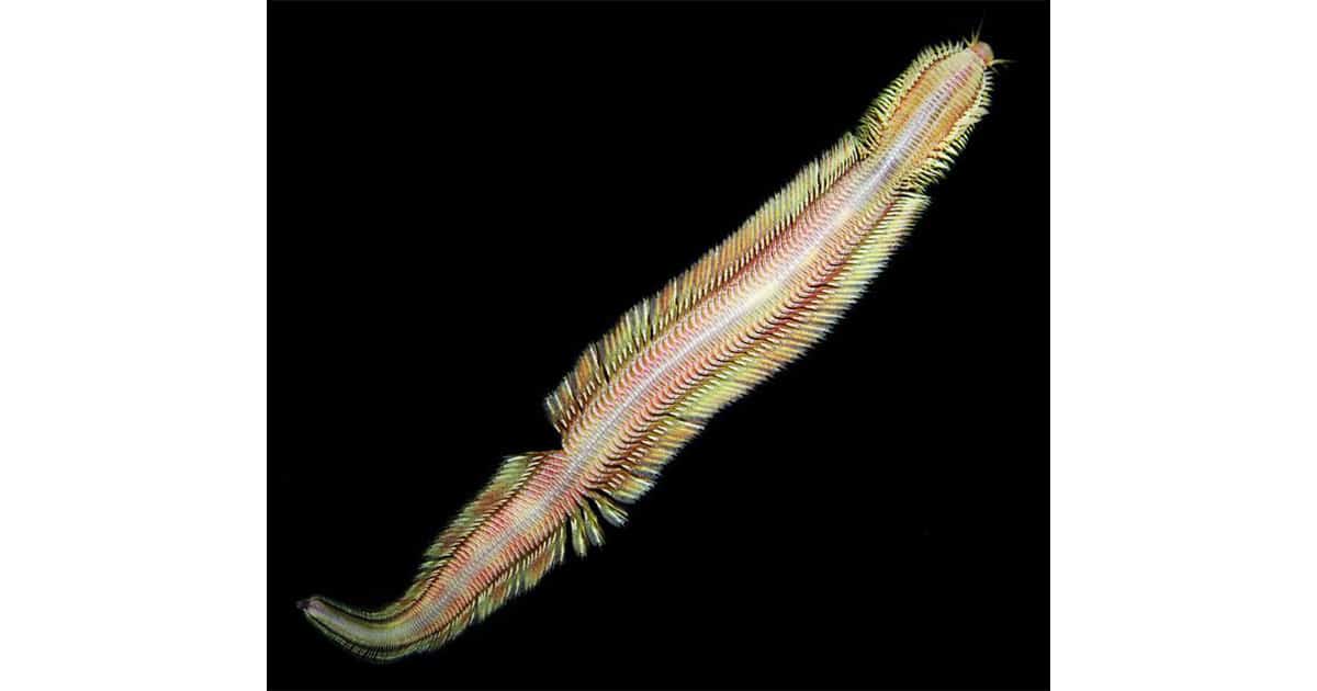 New Deep-Sea Worm Discovered at Methane Seep Off Costa Rica ...