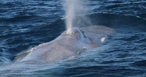 Scientists Weigh Up Current Status of Blue Whale Populations Around the ...