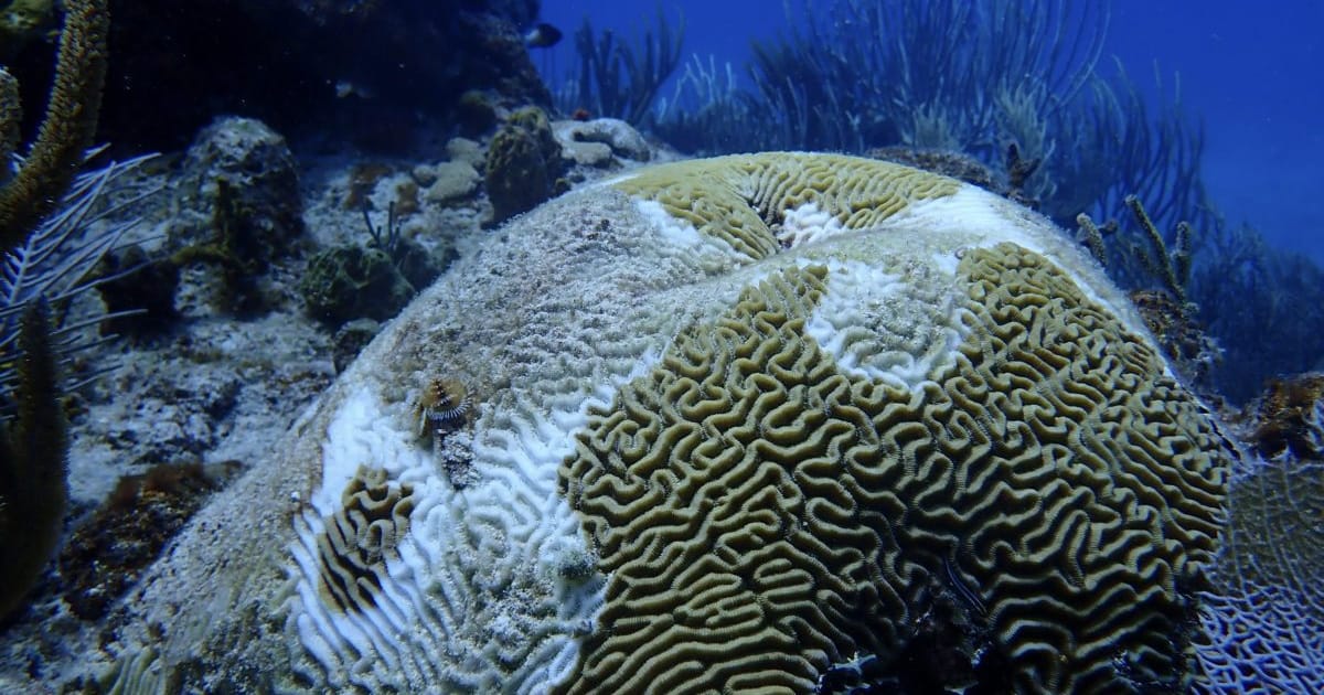 eDNA Methods Give a Real-Time Look at Coral Reef Health - environment ...