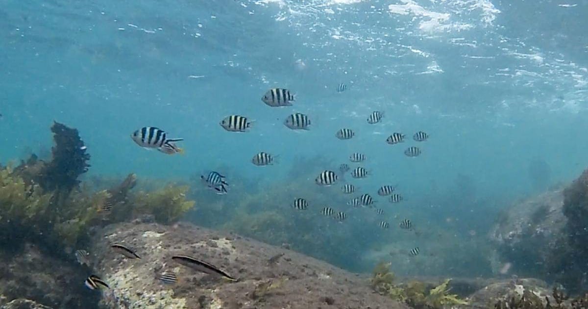 Tropical Fish are Invading Australian Ocean Water - environment coastal ...