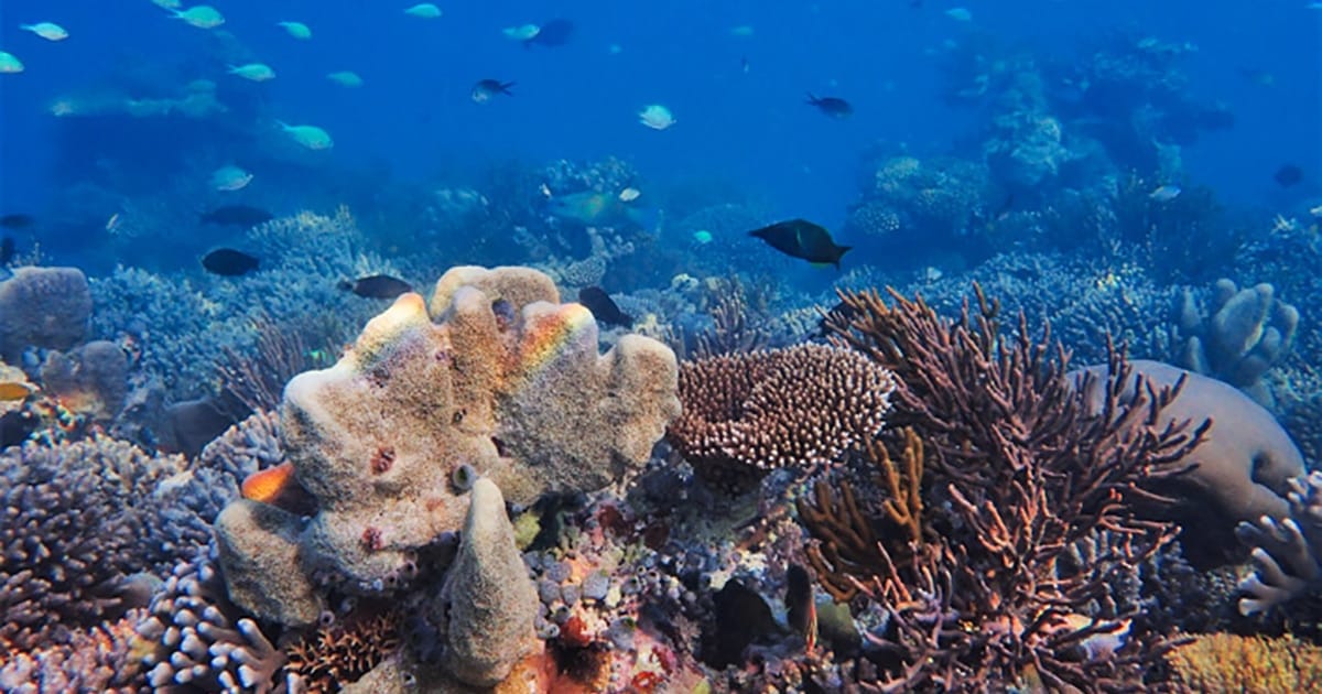 Going Remote to Discover How Western Australia’s Oceanic Reefs Have ...