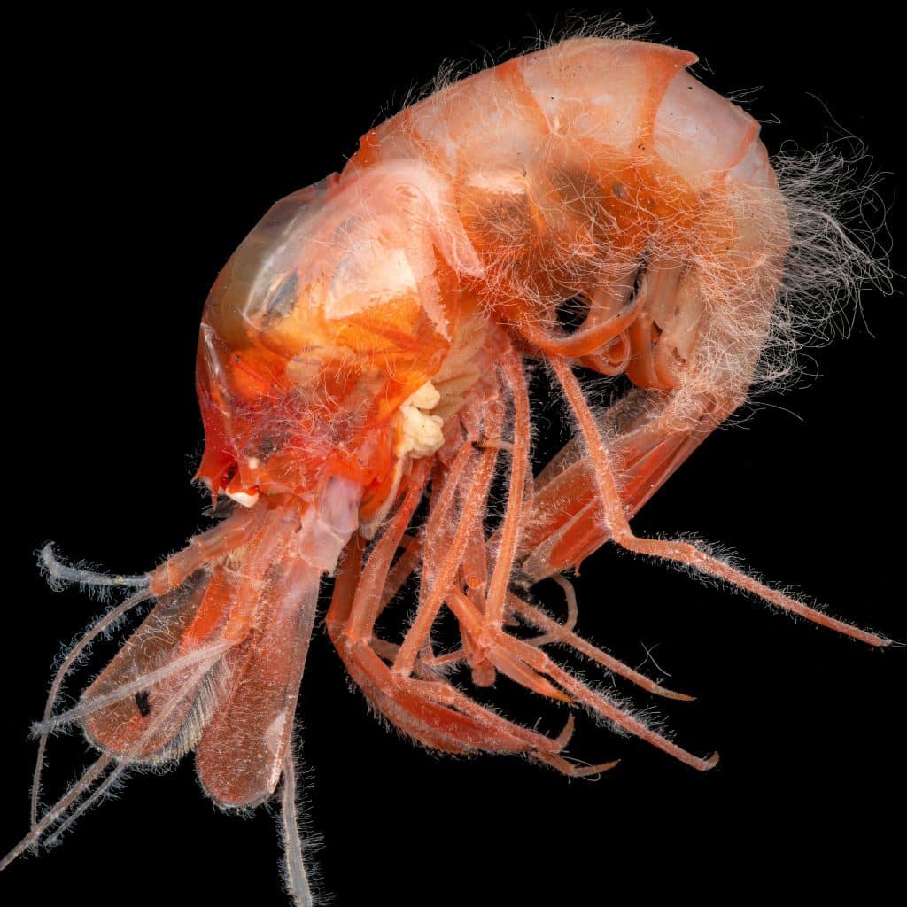 Ocean Census Expedition Reveals Biodiversity Wonders in Arctic ...