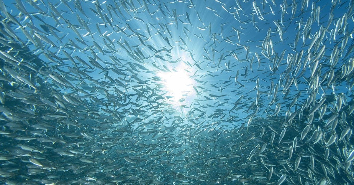 AZTI Develops a Genetic Method to Facilitate an Ecosystem-Based ...