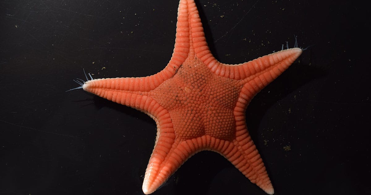 New Starfish Species Discovered in Japan - environment coastal & offshore