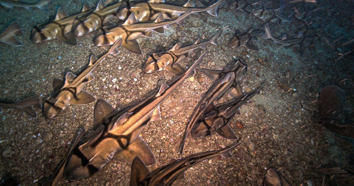Scientists Spot Girls-Only Shark Slumber Party in Bass Strait’s Beagle ...