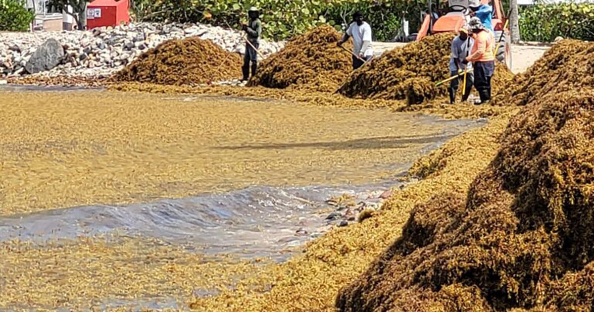Survey Identifies Caribbean Residents' Perceptions About Sargassum ...