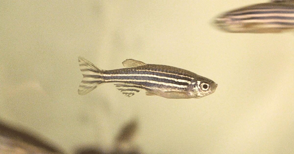Effects of Pollution on the Growth and Activity of Aquatic Species ...