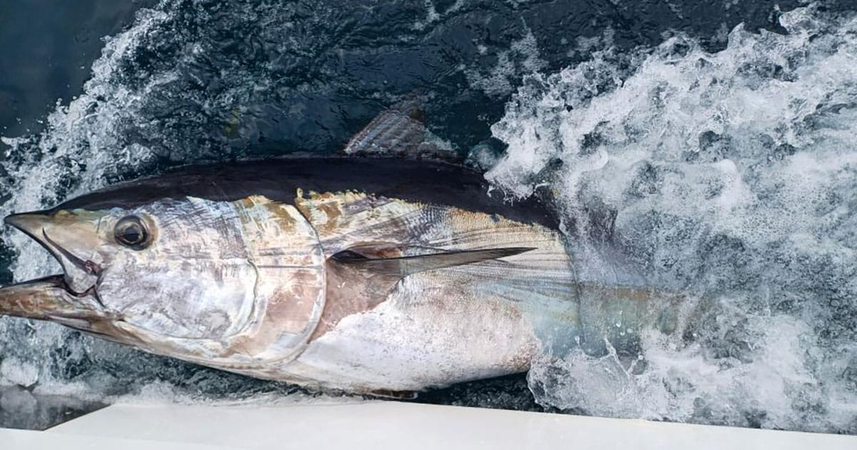 Inland Fisheries Ireland Records First Tagging of Atlantic Bluefin Tuna ...