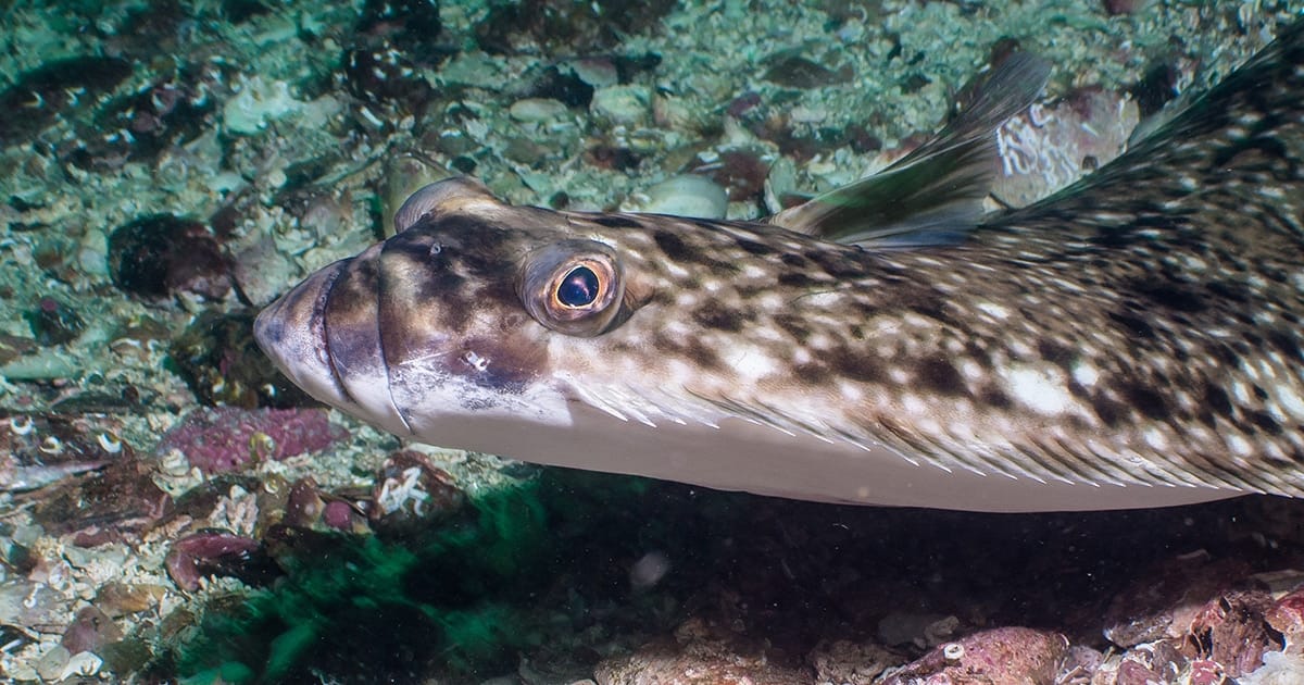 Canada and France Reach Sharing Agreement for Atlantic Halibut ...