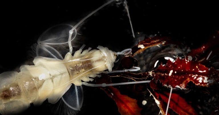 Swimming Crustacean Eats Unlikely Food Source in the Deep Ocean ...