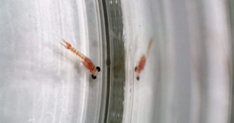 Possum Shrimp Use Smell to Trace Their Way Back Home - environment ...