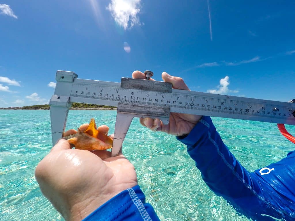 Queen Conch Populations in Marine Reserves Replenish Populations Beyond ...