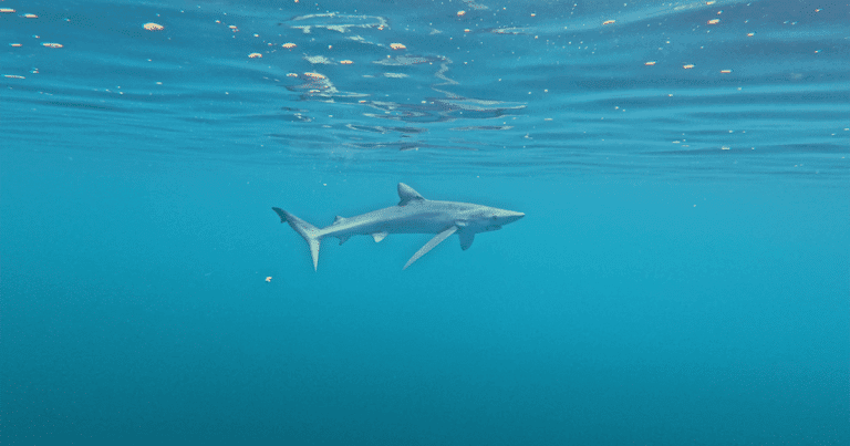 OCEARCH Kicks Off White Shark Investigation Project in Europe and the ...