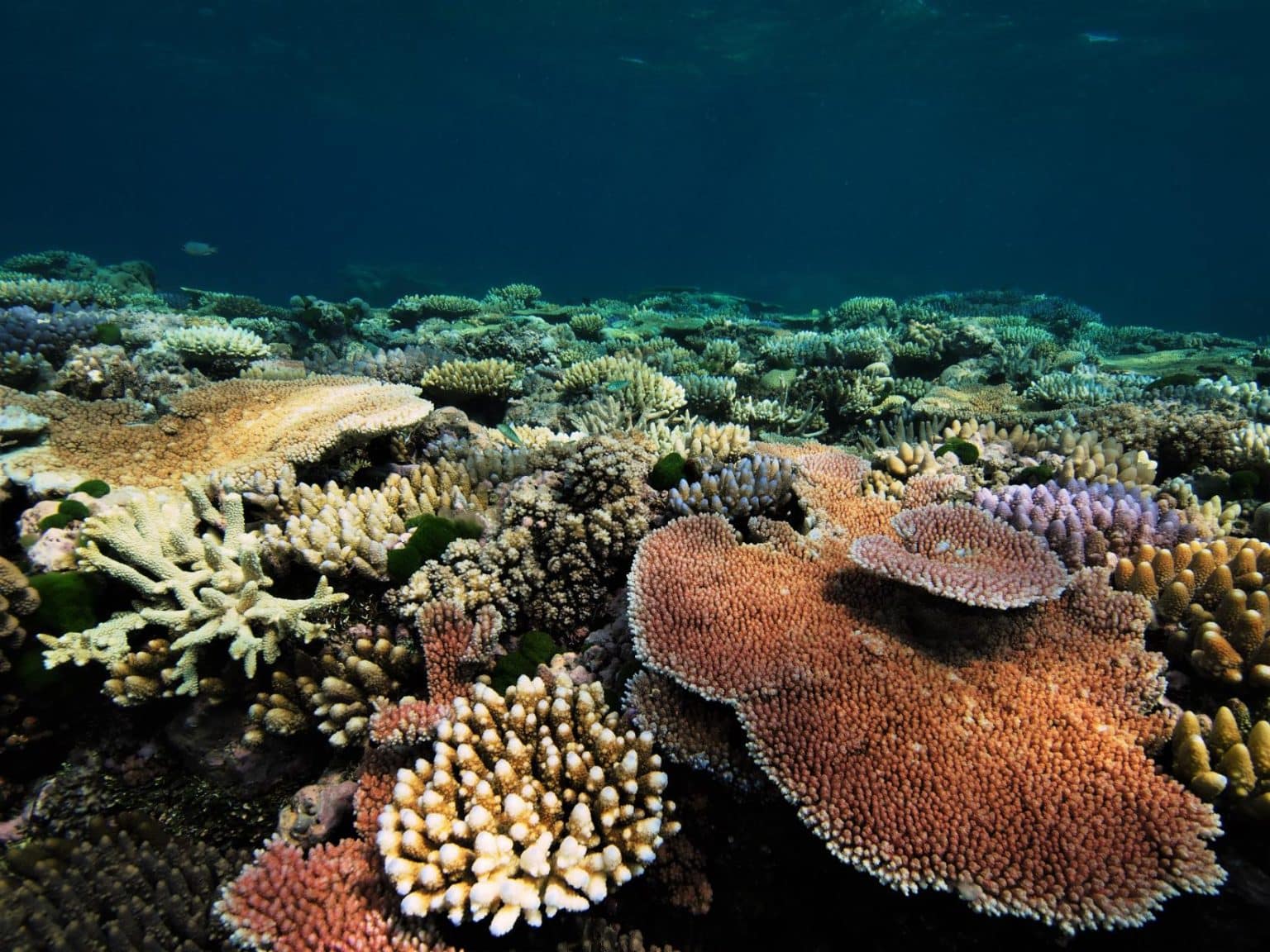 Taking a Human-Rights-Based Approach to Coral Reef Protection ...