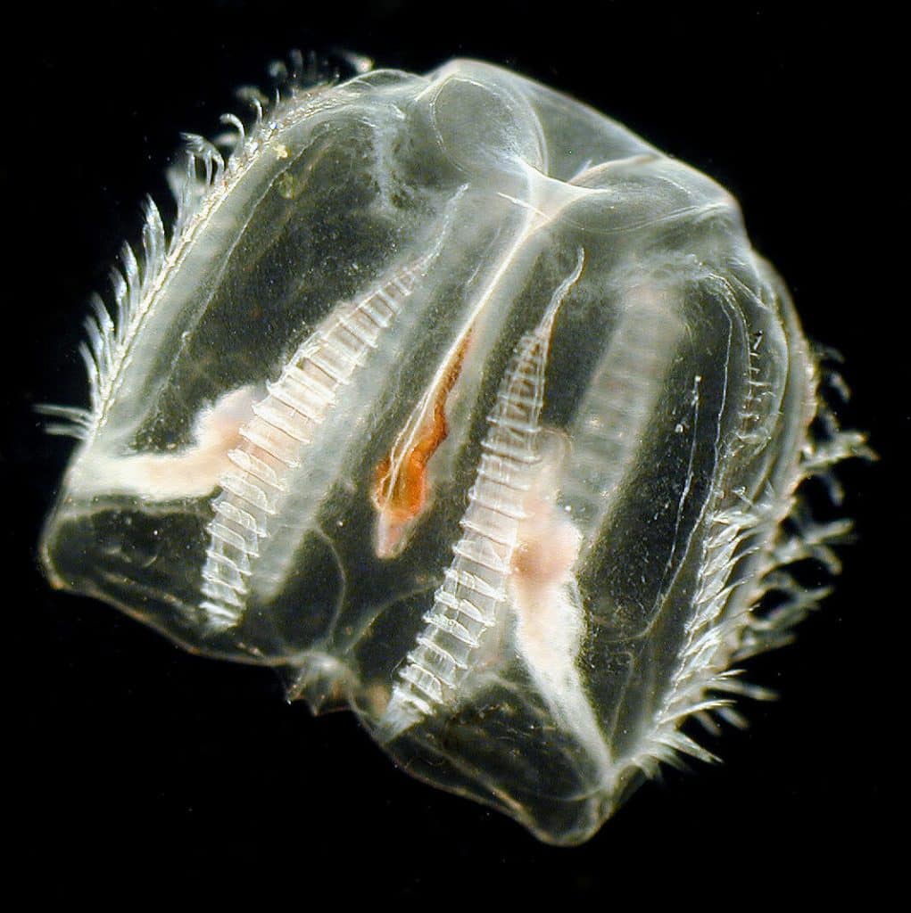 Using DNA Technology to Monitor for Marine Changes and Threats ...