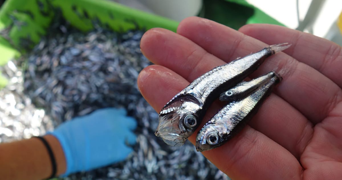 Harvesting Fish at Depths of More Than 200 Meters Can Have Climatic ...