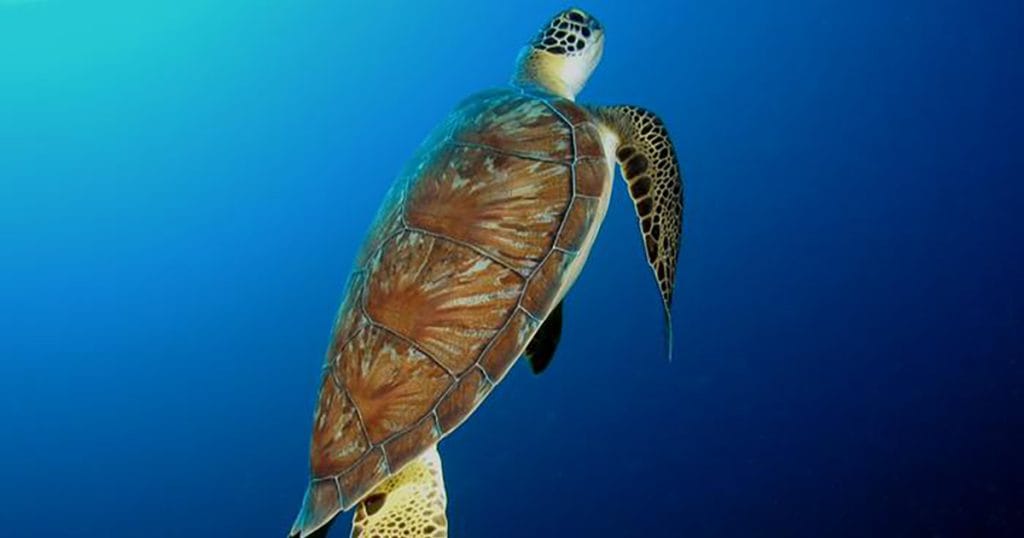 New Study Finds Marine Animals Save Energy by Swimming in a Depth Sweet ...