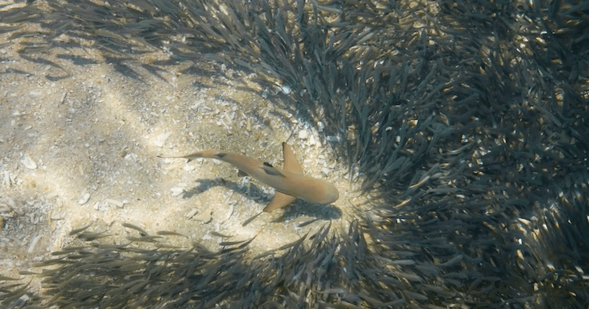 New Study Finds Overfishing Has Halved Shark and Ray Populations Since ...