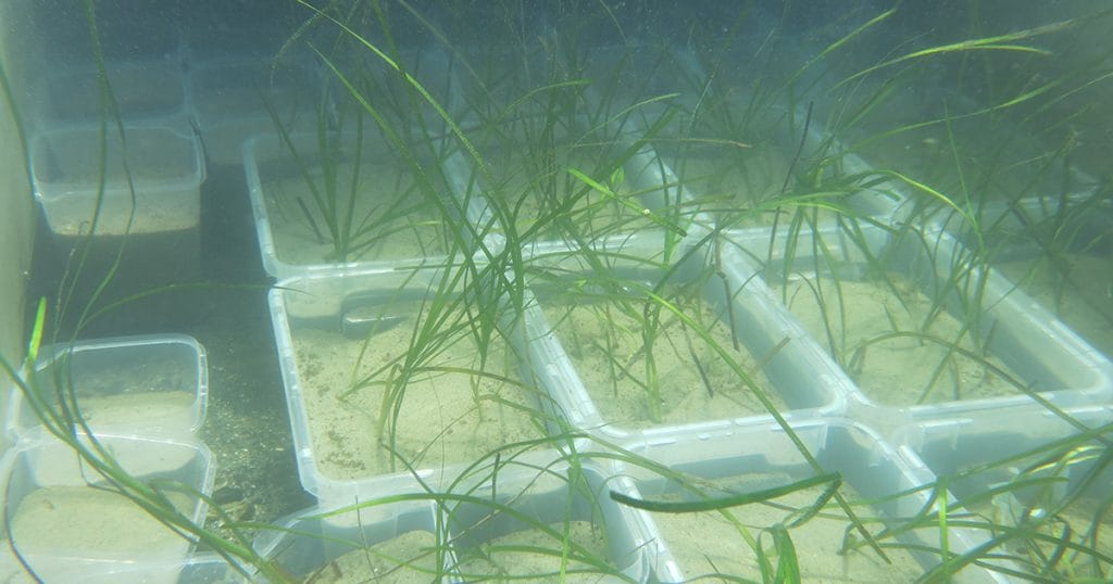 Seagrass Meadows as Natural Climate Protectors - environment coastal ...