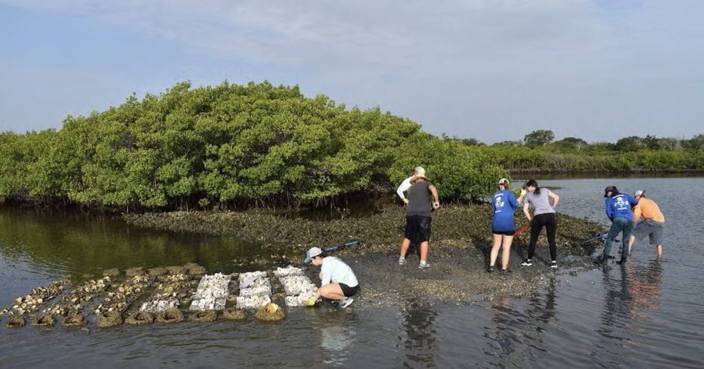 UCF Biology Researchers Win Awards from NOAA to Support Critical ...