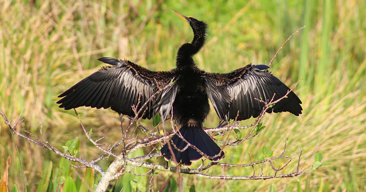 Florida Wildlife Birds Wild Sarasota: Wonderful Wading Birds UF/IFAS