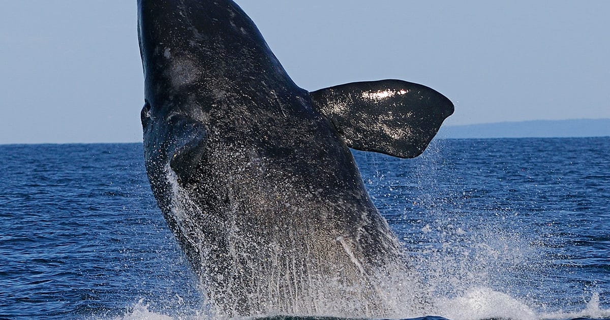 Underwater Mics and Machine Learning Aid Right Whale Conservation ...