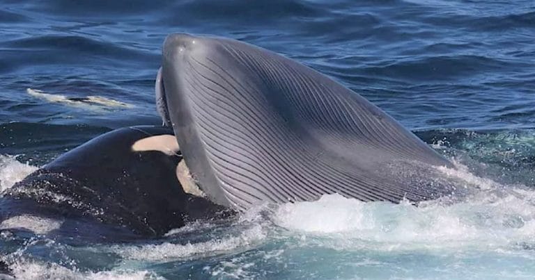 Some Species of Baleen Whales Change Sounds to Avoid Killer Whales ...