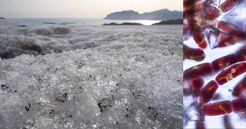 Resilient Algae May Speed Up Greenland Ice Melt - environment coastal ...