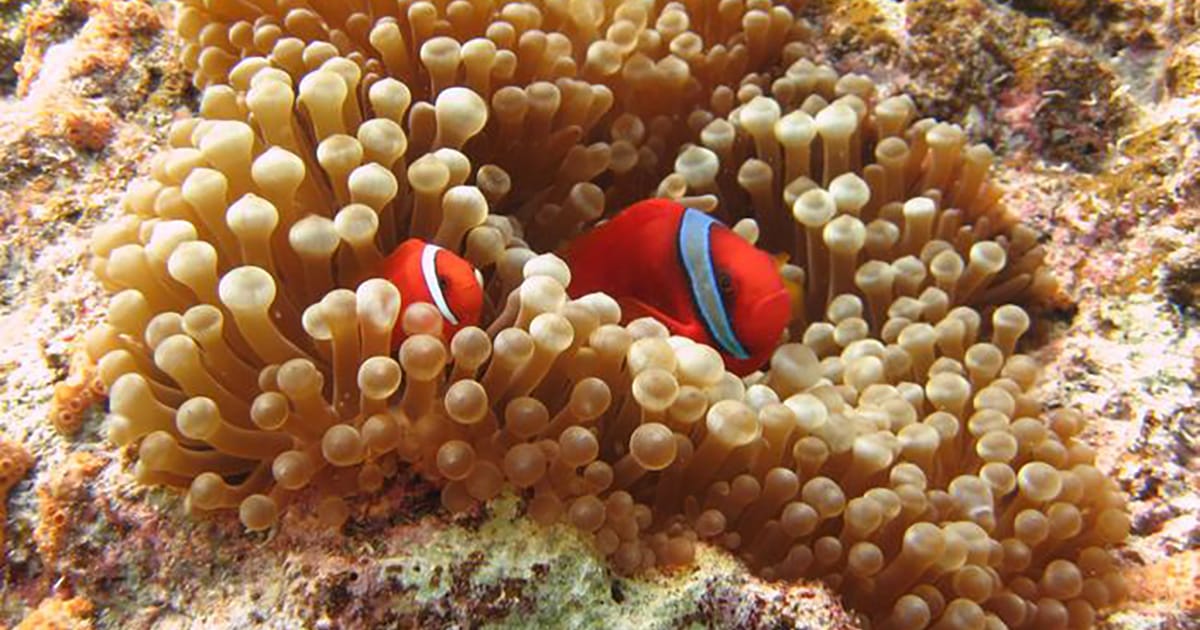 Molecular Cloaking Mechanism Explains Iconic Anemonefish-Anemone ...