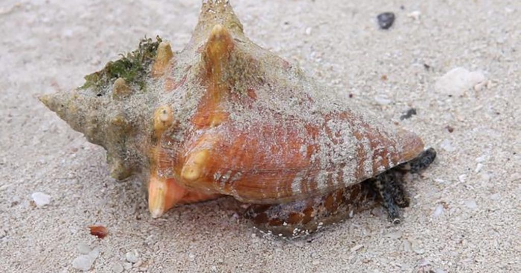 Queen Conch Aquaculture has Conservation Limitations - environment ...