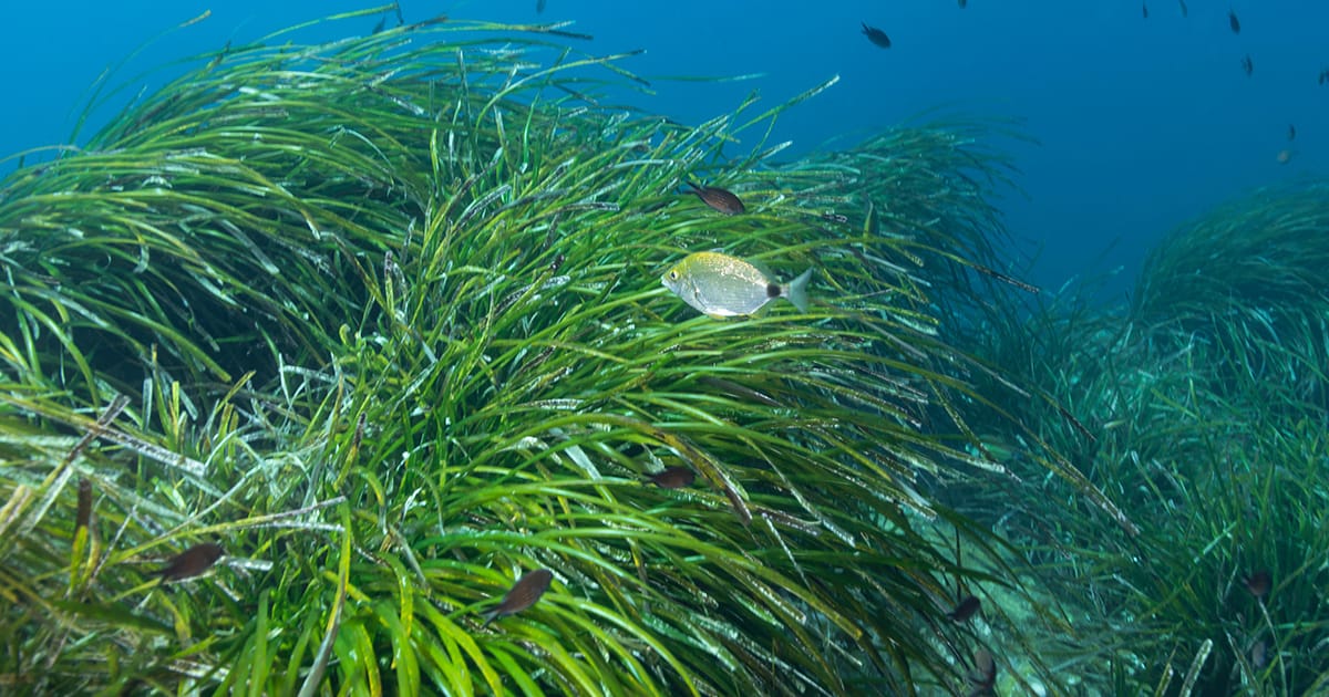 Scotland’s Most Ambitious Seagrass Planting Scheme Begins - environment ...