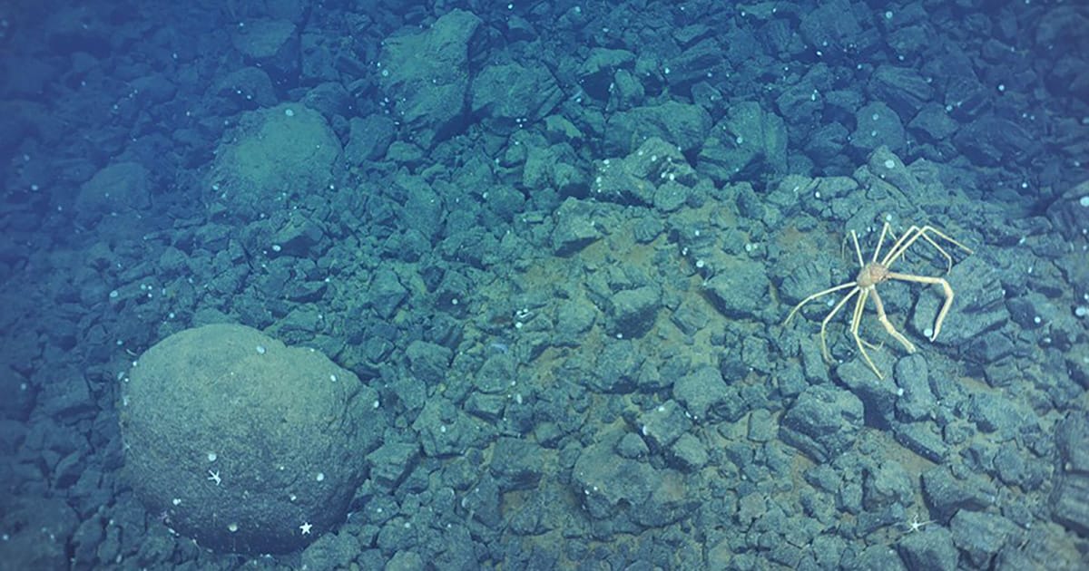 Solid Carbon Receives NFRF Funding to Advance Ocean-Based Carbon ...