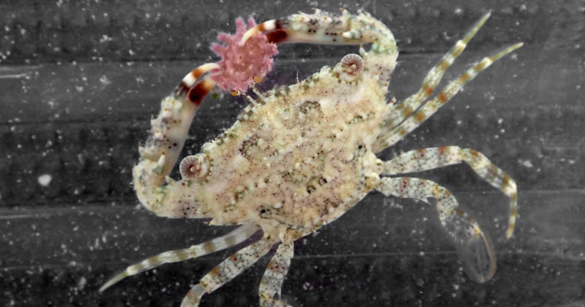Hungry Little Crabs May Help Control Coral-Eating Starfish Numbers ...