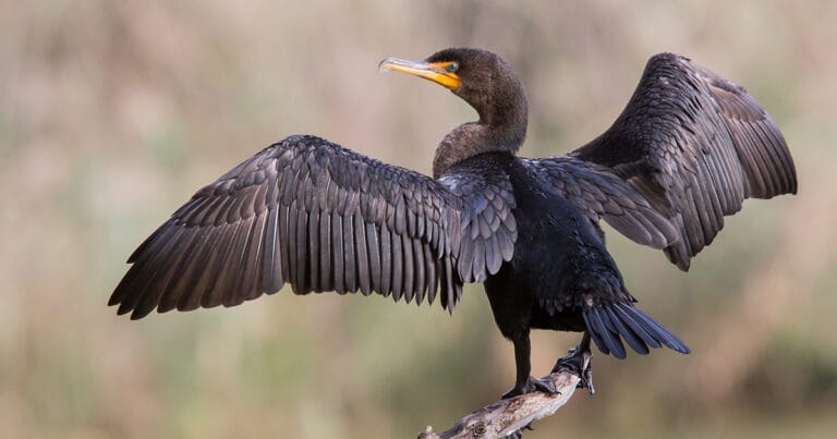 New US Legislation to Provide Fisheries Relief from Cormorant ...