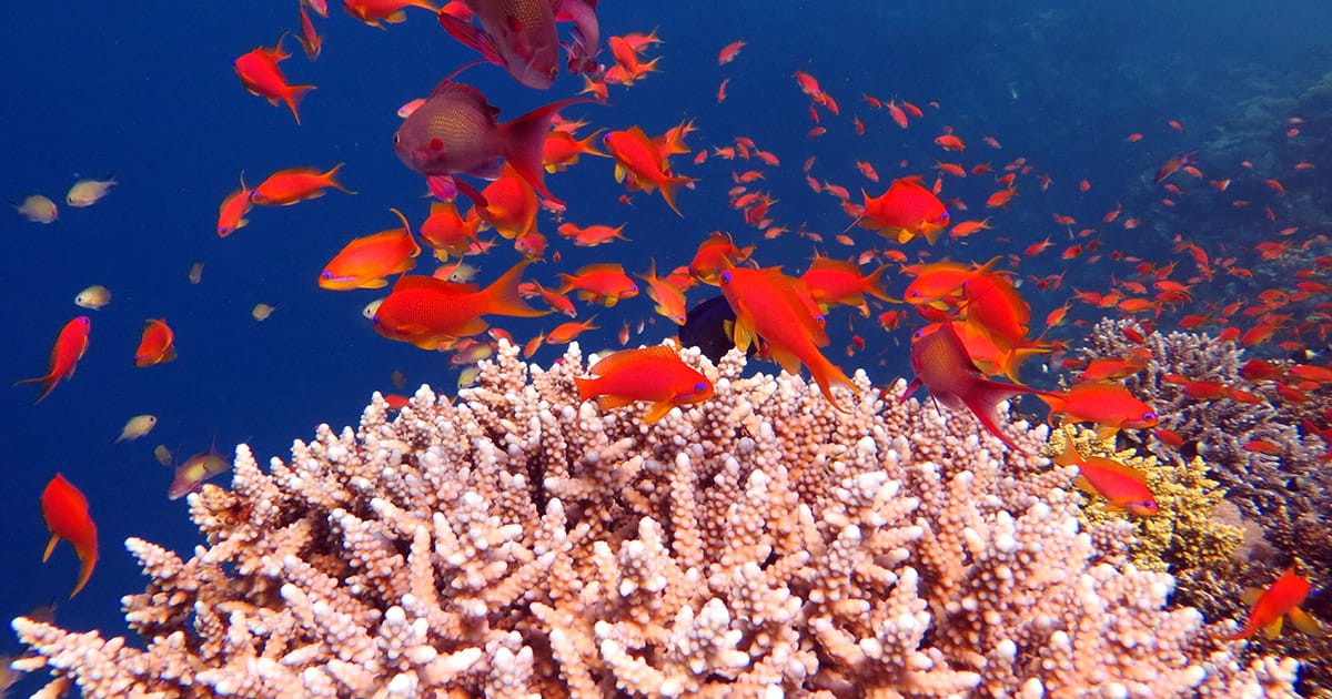 Sensing Color Cues to Monitor Coral Health in the Red Sea - environment ...