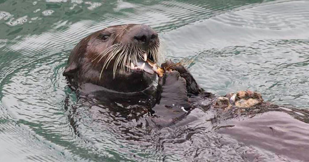 Monterey Bay Aquarium Research Reveals Sea Otters Benefit from Prey ...
