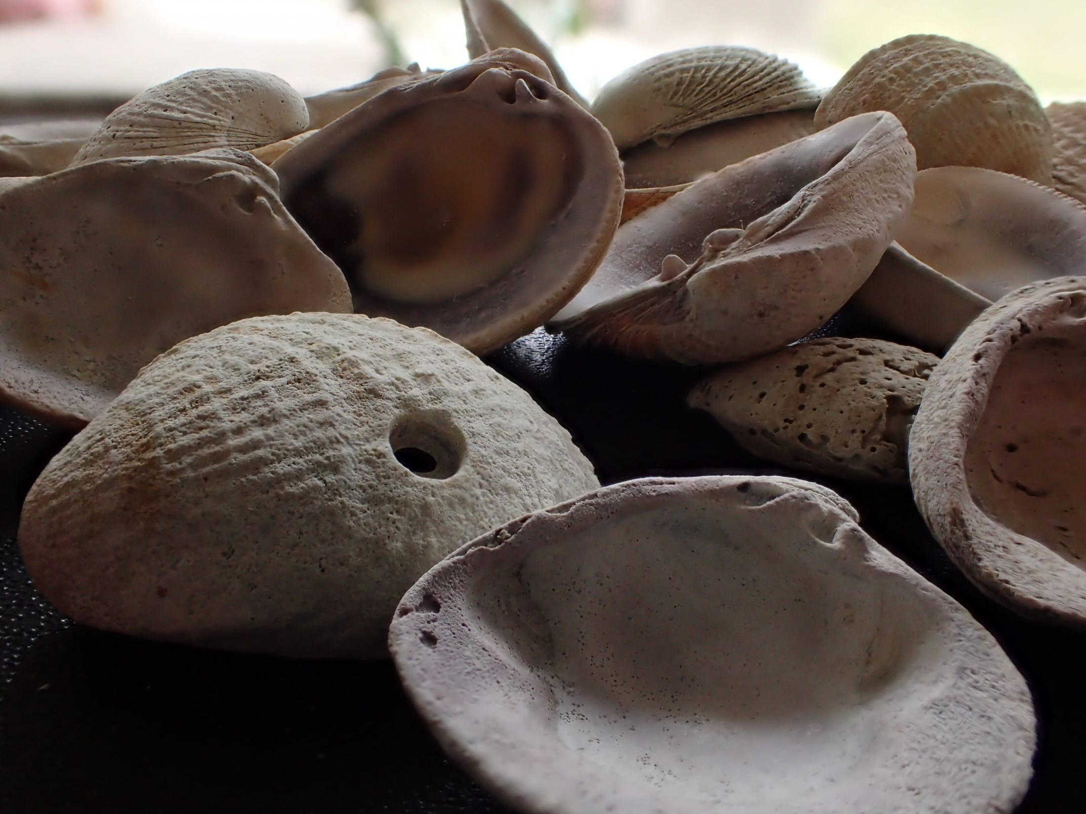Scientists Use Fossils to Assess the Health of Florida’s Largest ...