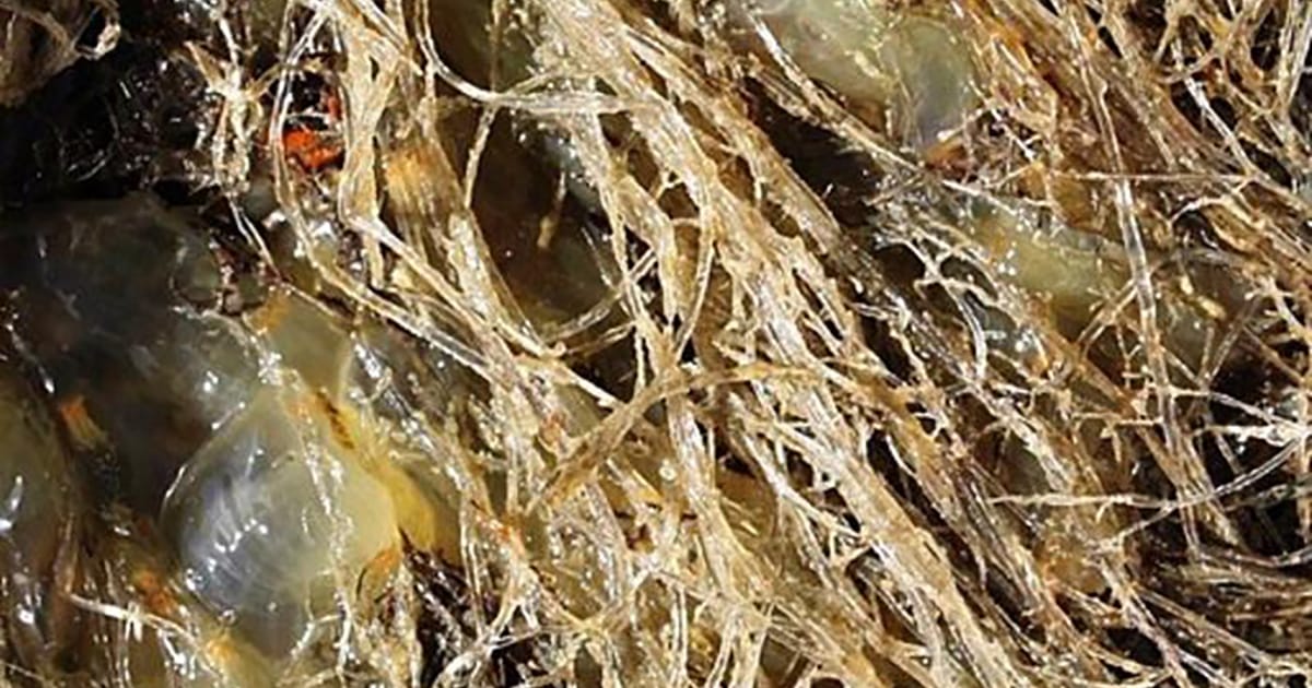 Invasive Salmon, Clams, and Seaweed Are the Next Threats to ...